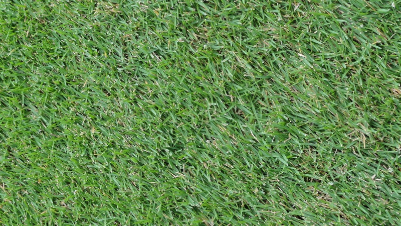 Zoysia, Bermuda, Centipede | Scuffs Turf